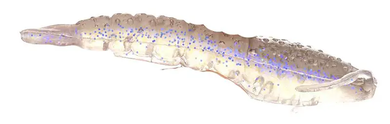 BERKLEY GULP TRANSLUCENT SHRIMP 4in 4bg STARRY NIGHT